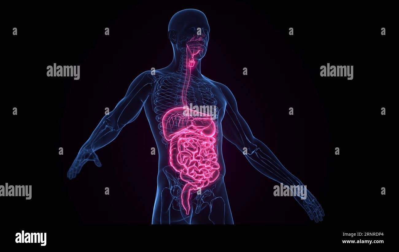 Male digestive system, illustration Stock Photo - Alamy