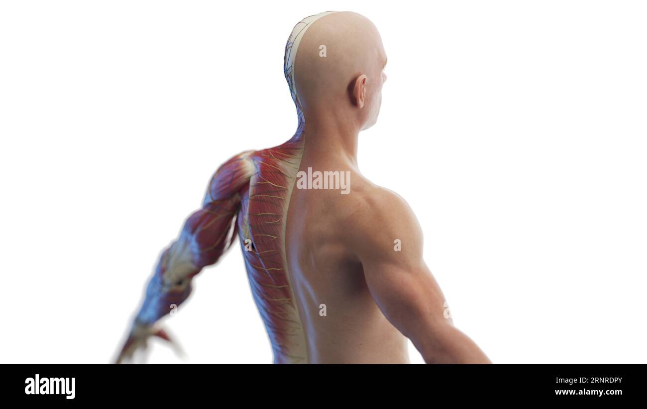 Male back muscles, illustration Stock Photo - Alamy