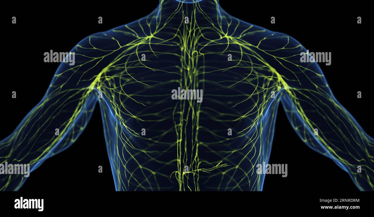 Male lymphatic system, illustration Stock Photo - Alamy