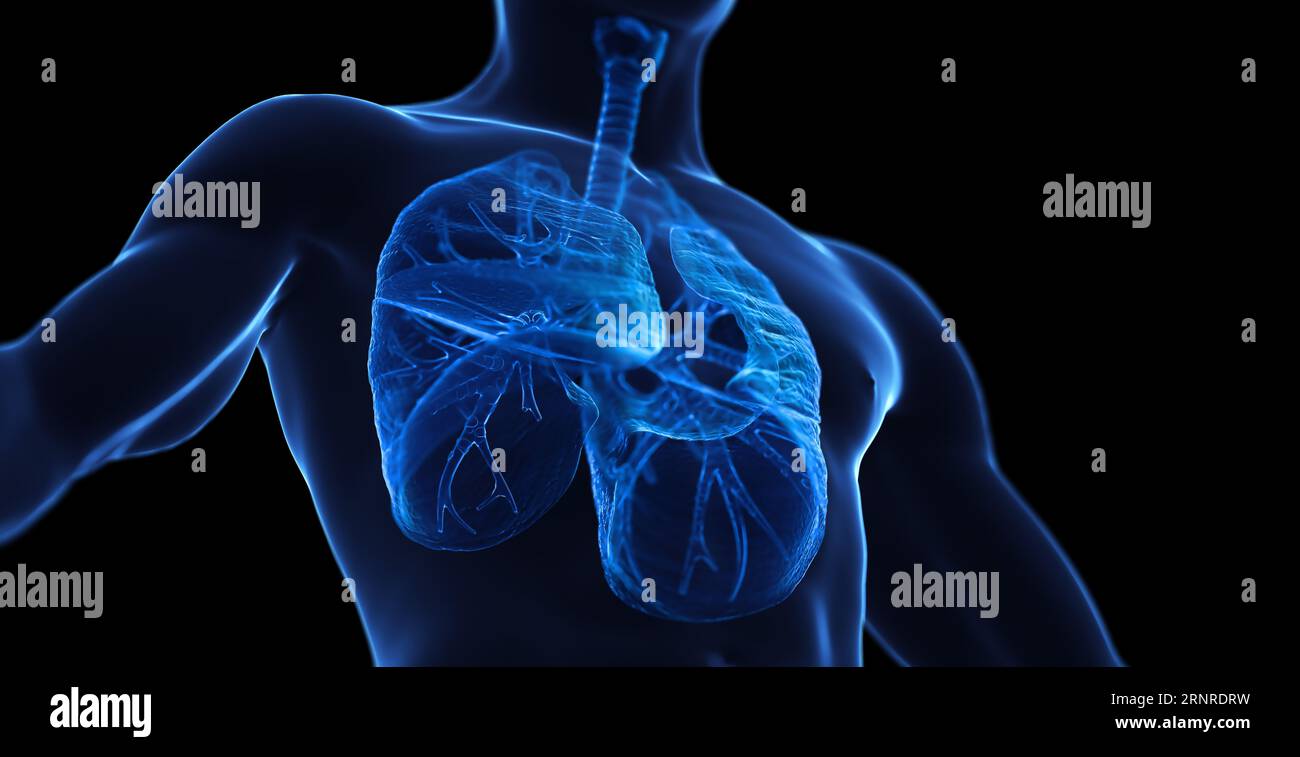Male respiratory system, illustration Stock Photo - Alamy