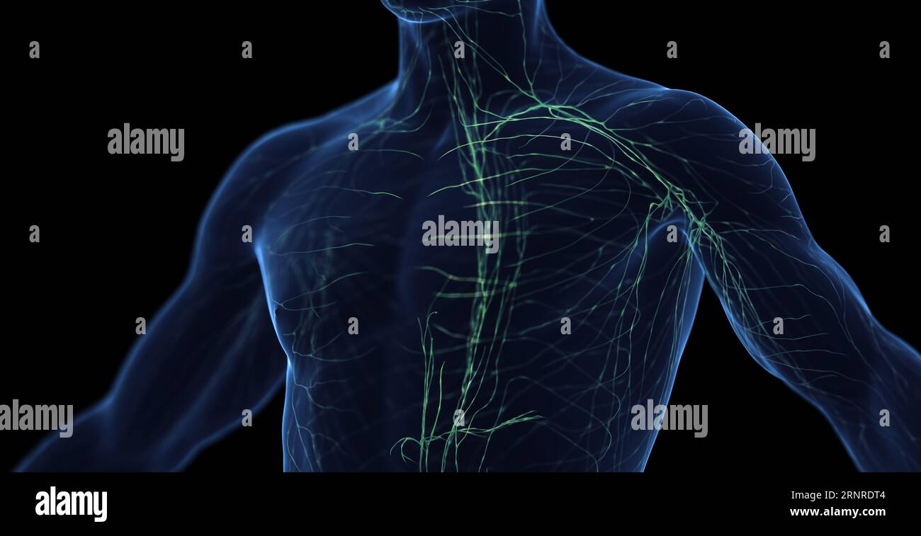 Male lymphatic system, illustration Stock Photo - Alamy