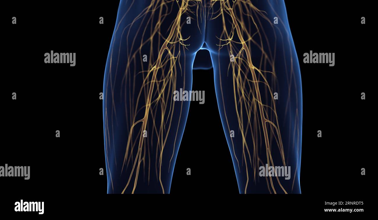 Male leg nerves, illustration Stock Photo - Alamy