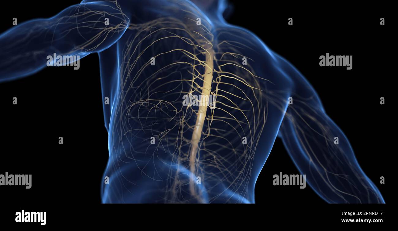 Posterior cord of brachial plexus hi-res stock photography and images ...