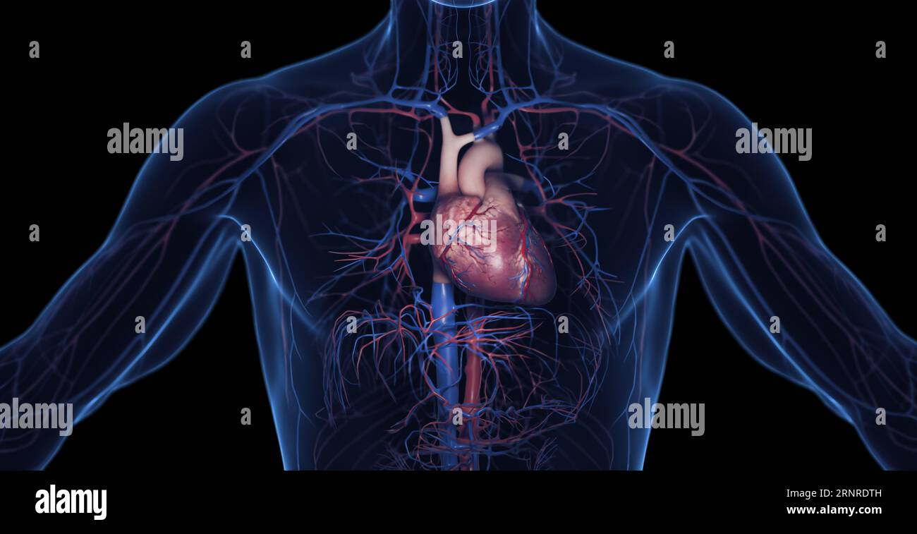 Male cardiovascular system, illustration Stock Photo - Alamy