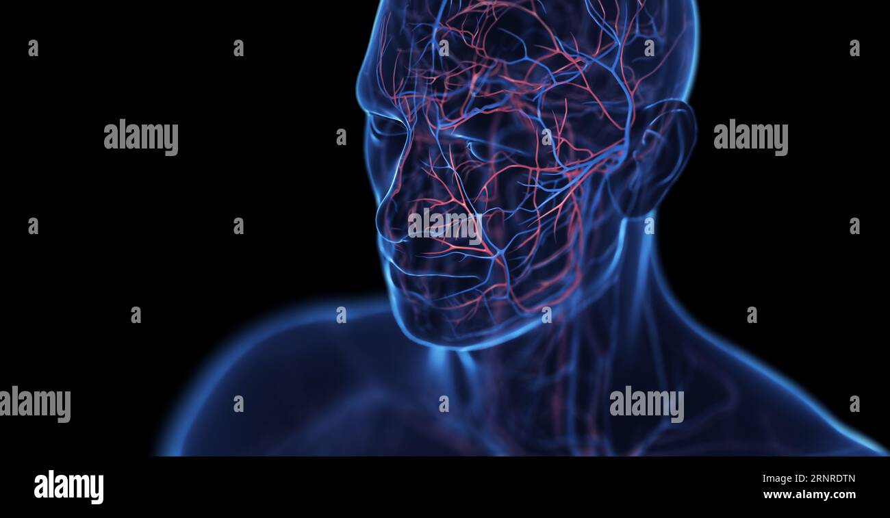 Head veins hi-res stock photography and images - Alamy