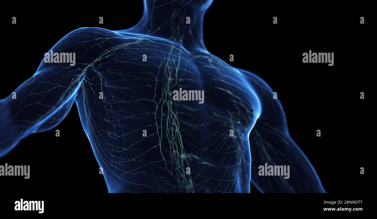 Male lymphatic system, illustration Stock Photo - Alamy