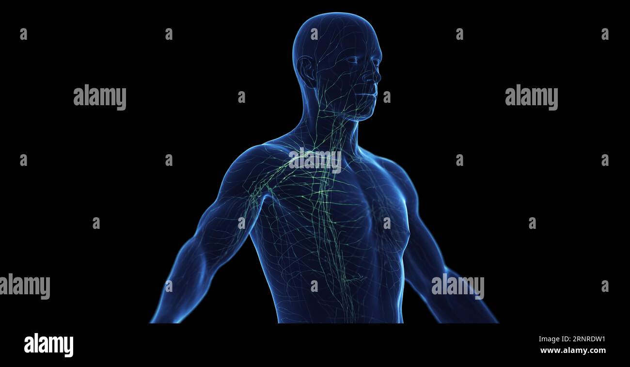 Male lymphatic system, illustration Stock Photo - Alamy