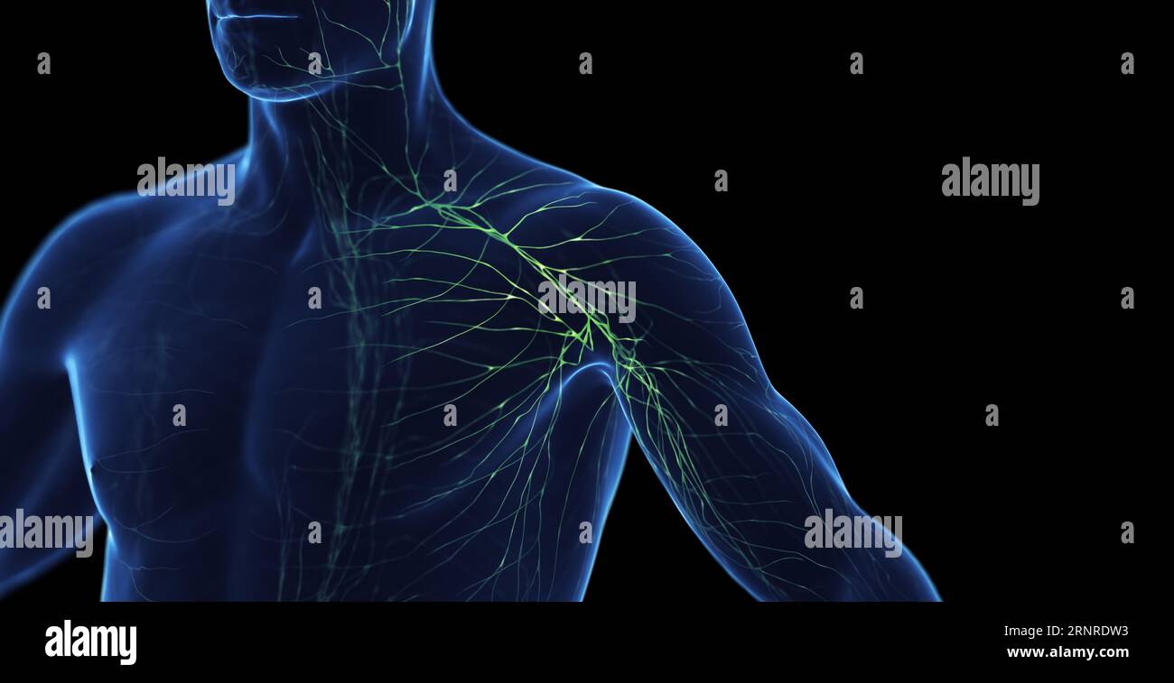 Male lymphatic system, illustration Stock Photo - Alamy