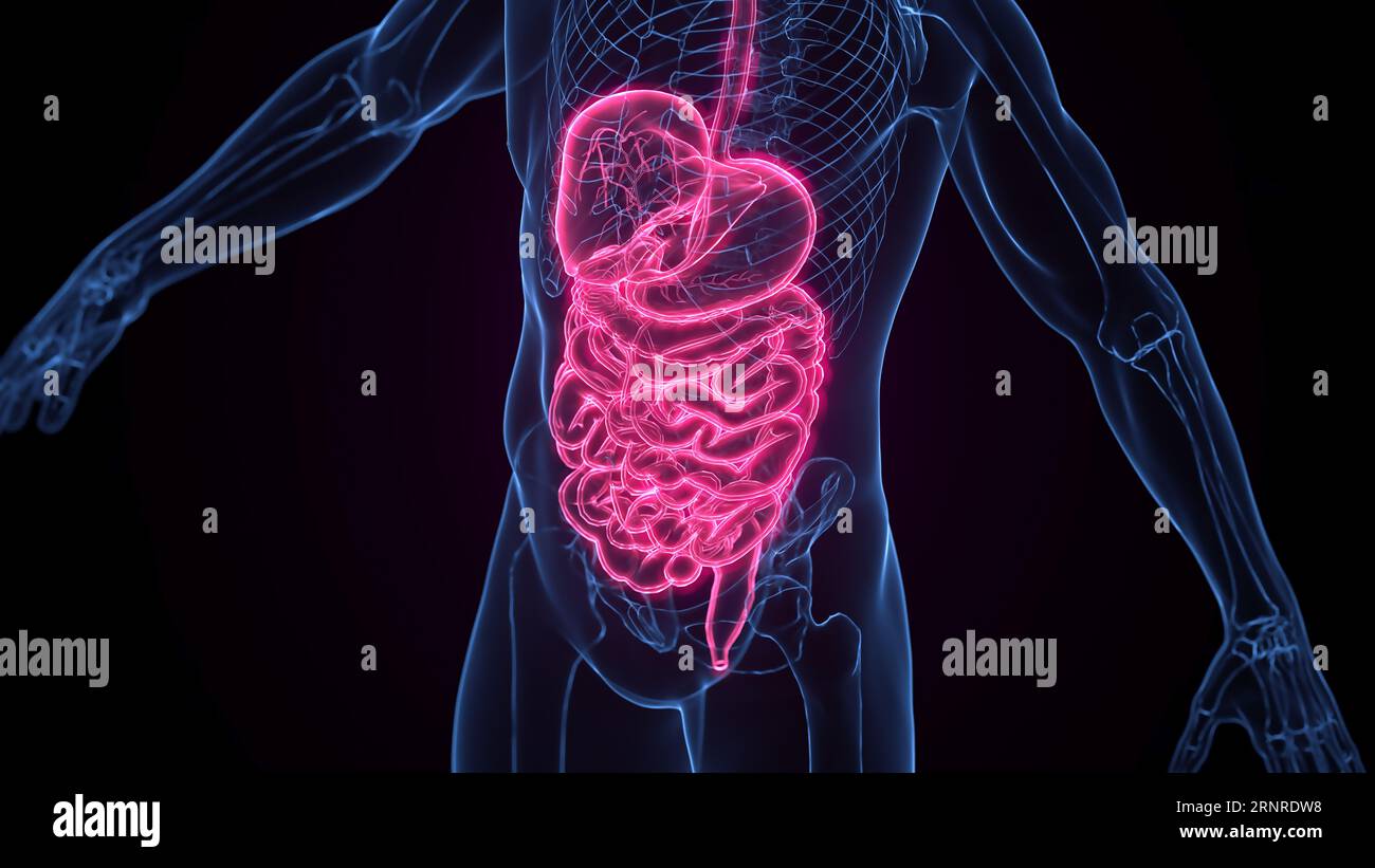 Male digestive system, illustration Stock Photo - Alamy