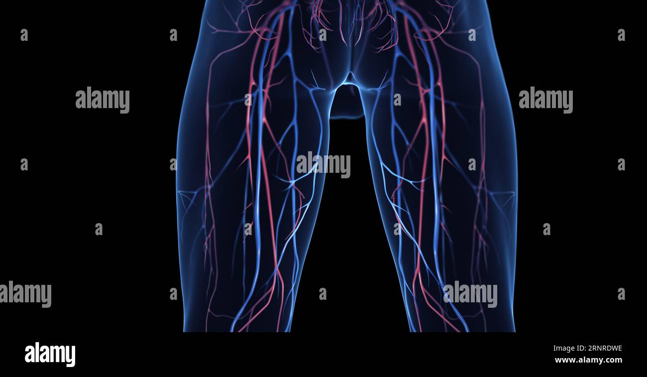 Femoral popliteal anatomy hi-res stock photography and images - Alamy