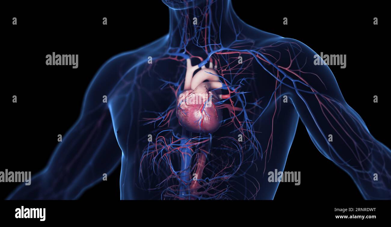 Male cardiovascular system, illustration Stock Photo - Alamy