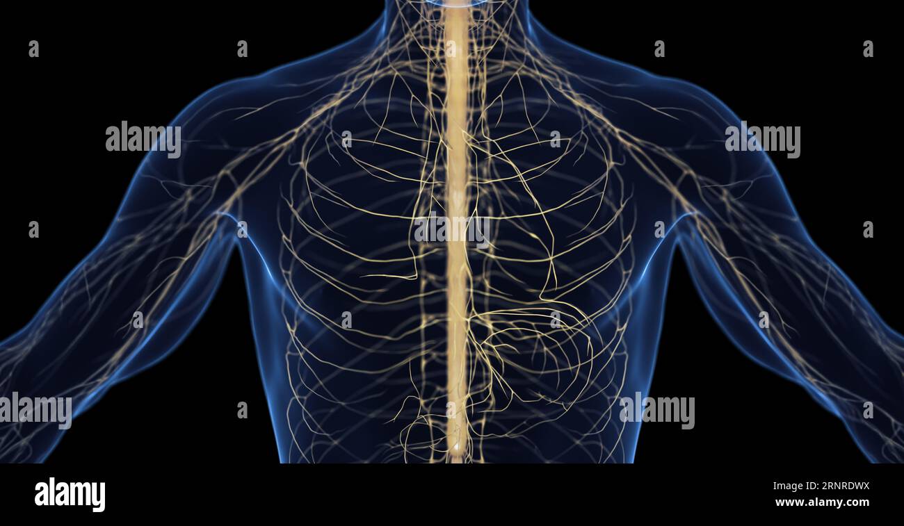 Brachial plexus anterior hi-res stock photography and images - Alamy