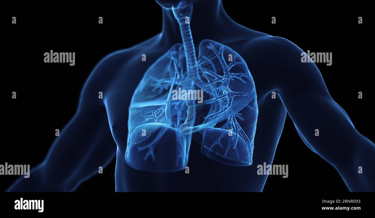 Male respiratory system, illustration Stock Photo - Alamy