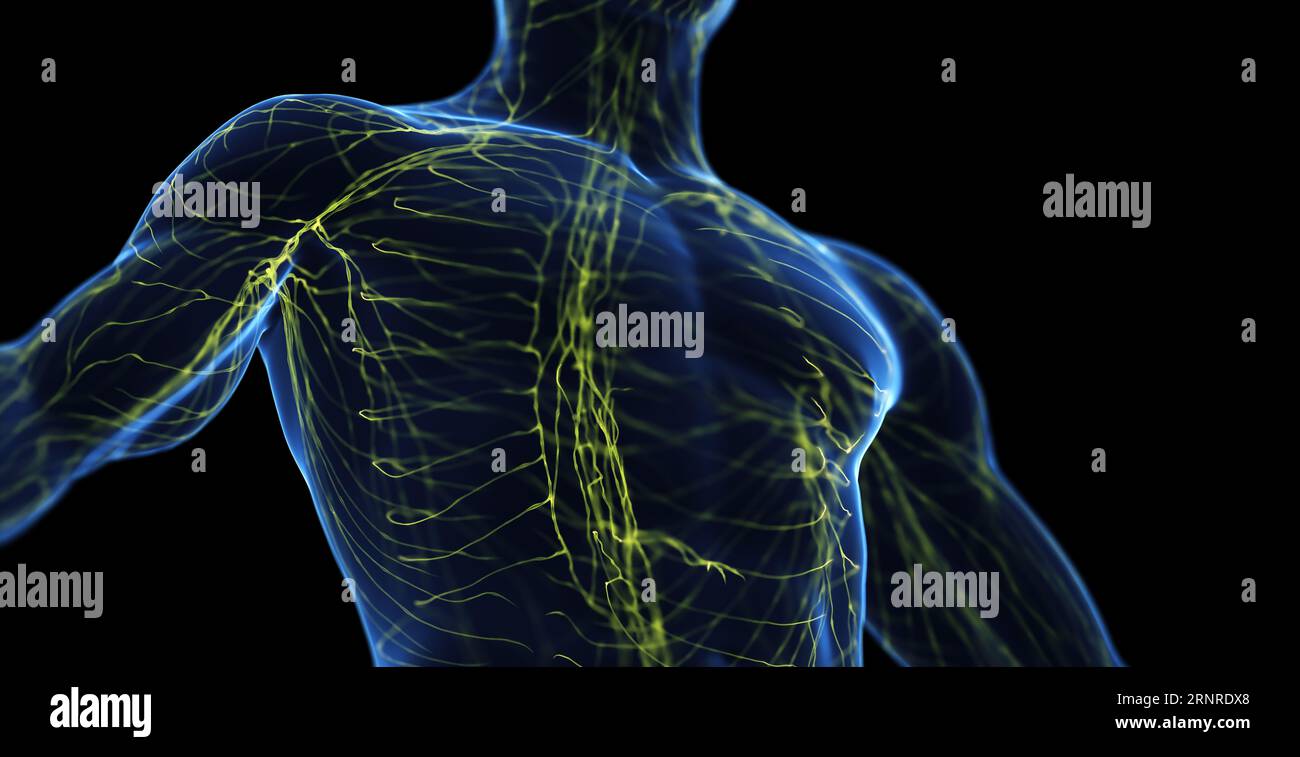Male lymphatic system, illustration Stock Photo - Alamy