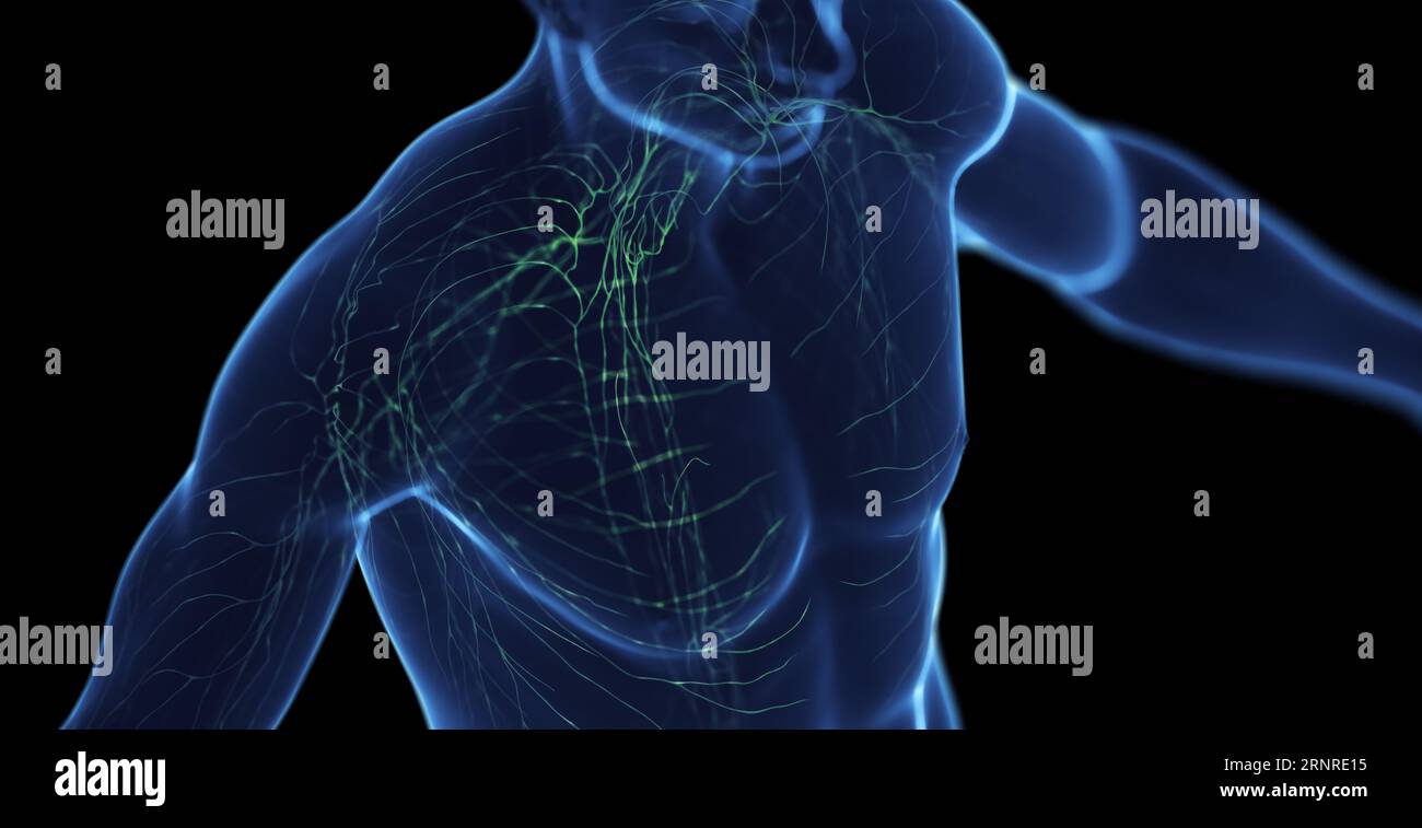 Male lymphatic system, illustration Stock Photo - Alamy