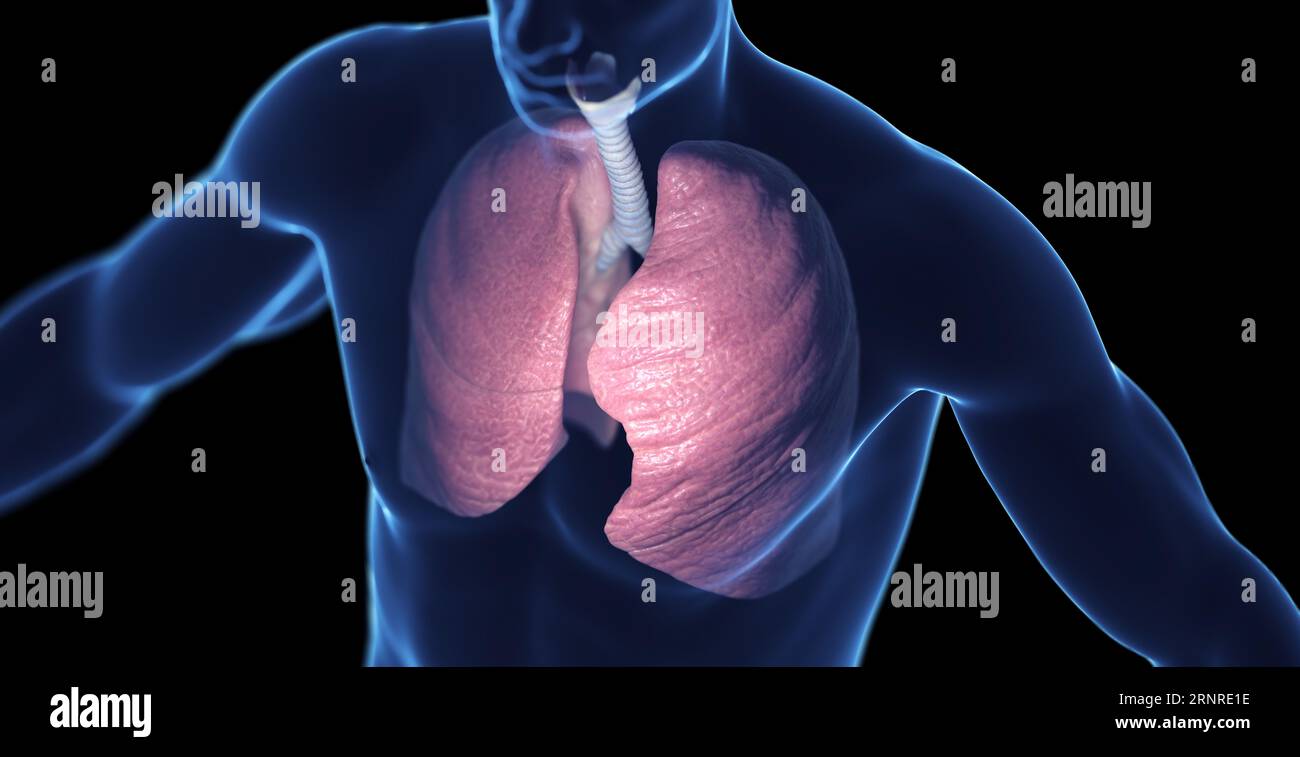 Male respiratory system, illustration Stock Photo - Alamy