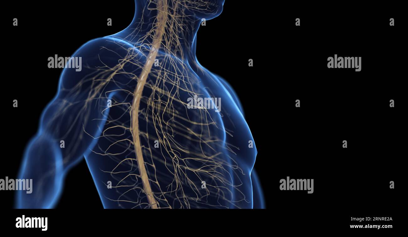 Male nervous system, illustration Stock Photo - Alamy