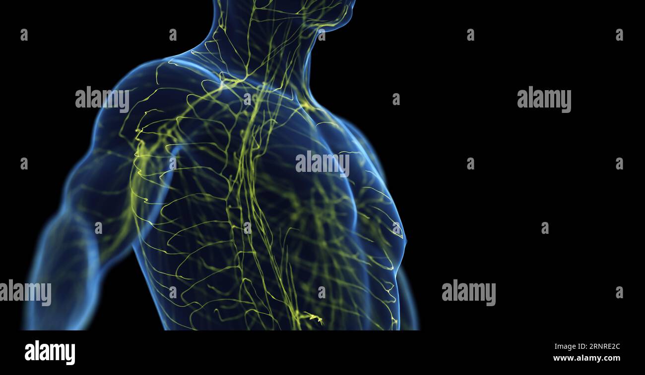 Male lymphatic system, illustration Stock Photo - Alamy