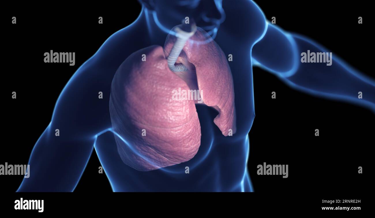 Male respiratory system, illustration Stock Photo - Alamy