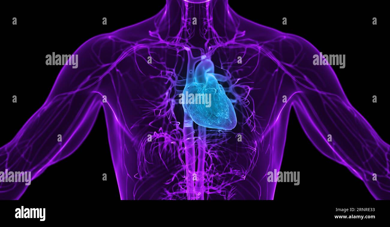 Male heart, illustration Stock Photo - Alamy