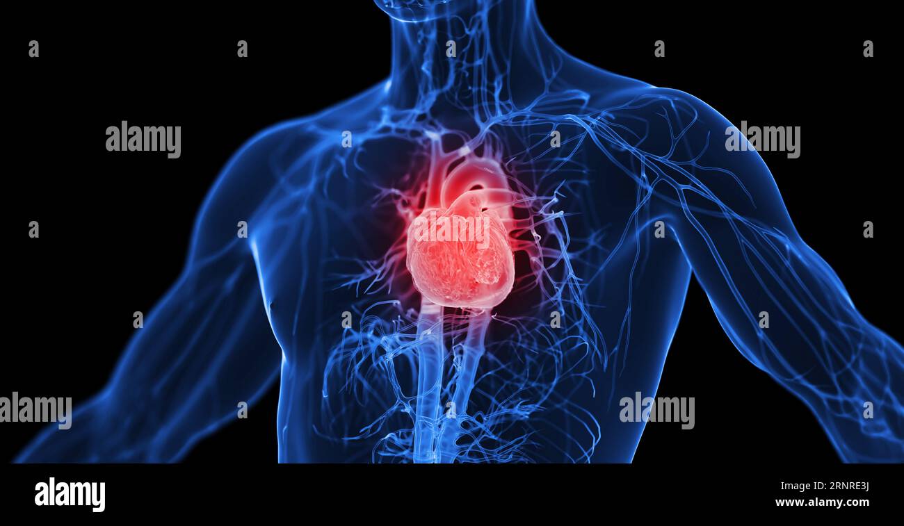 Male cardiovascular system, illustration Stock Photo - Alamy