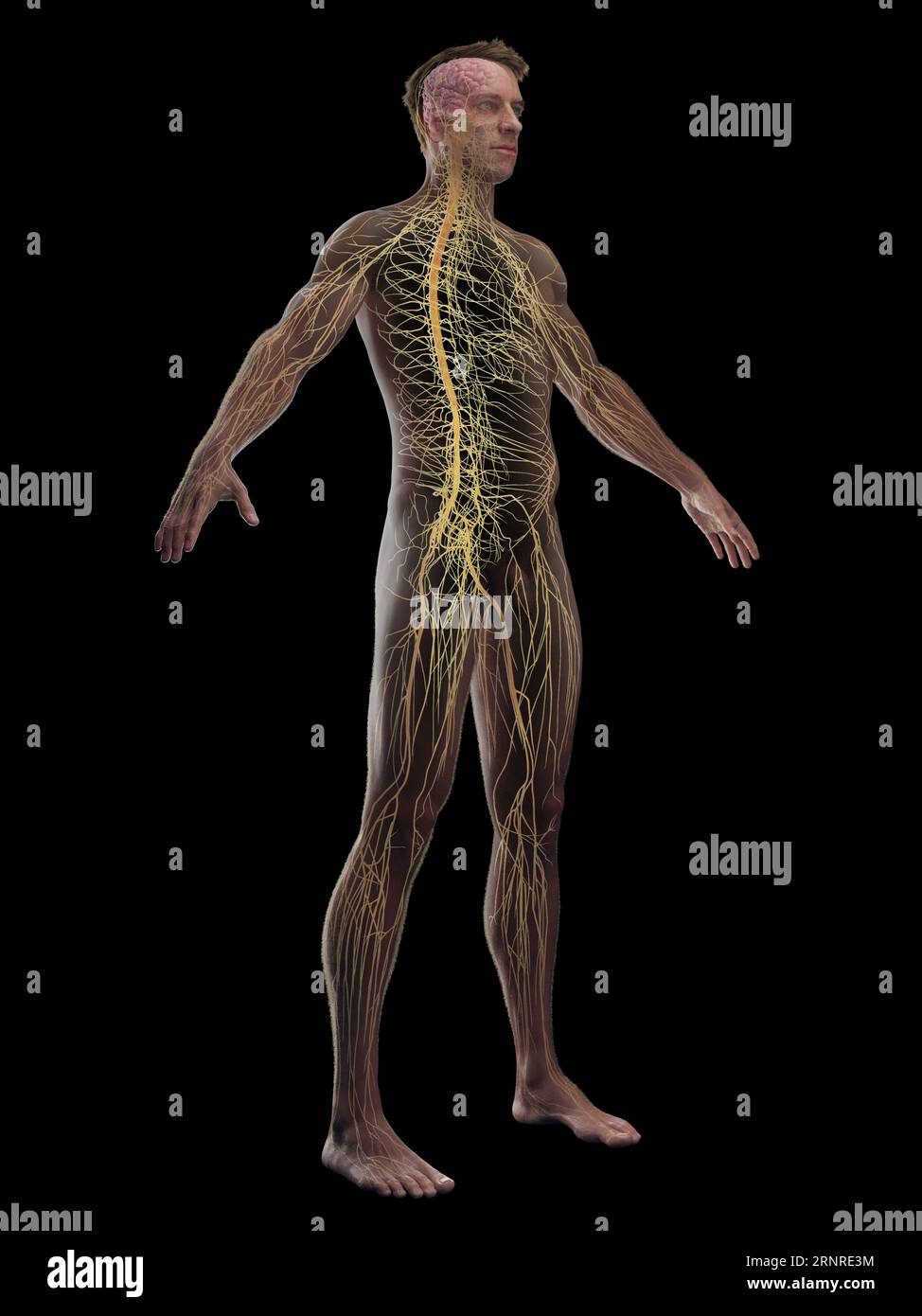 Male nervous system, illustration Stock Photo - Alamy