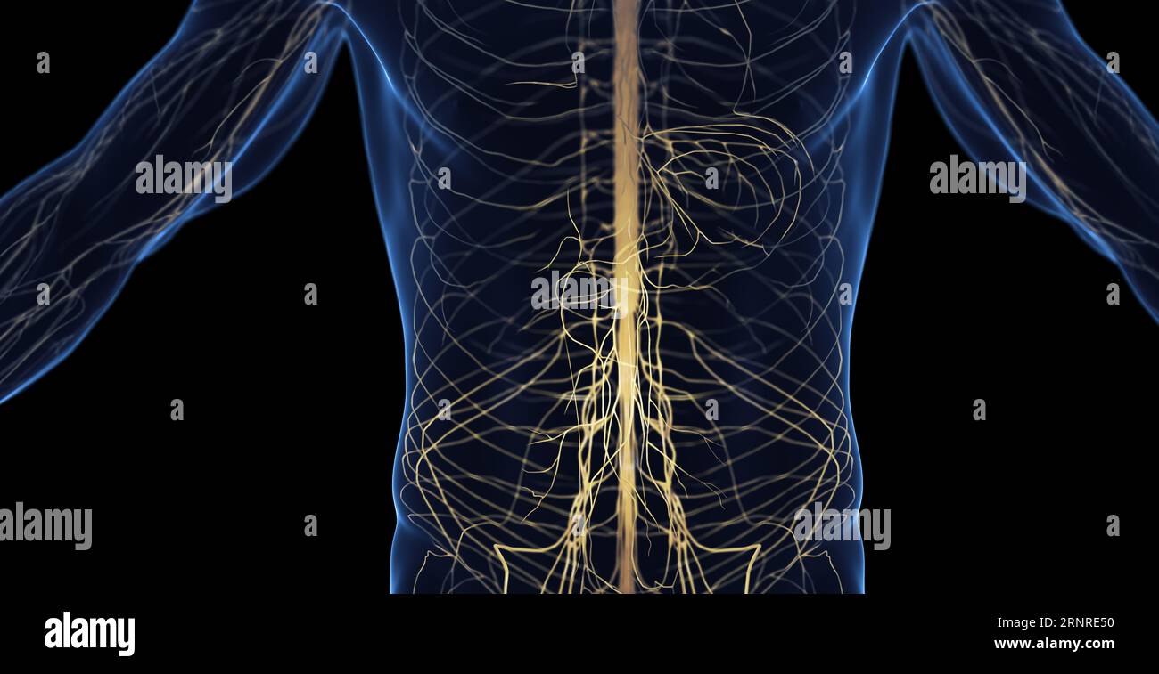 Celiac nerve plexus hi-res stock photography and images - Alamy