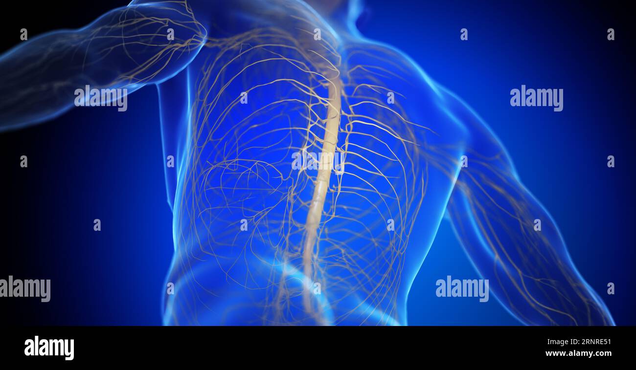 Male spinal cord, illustration Stock Photo - Alamy