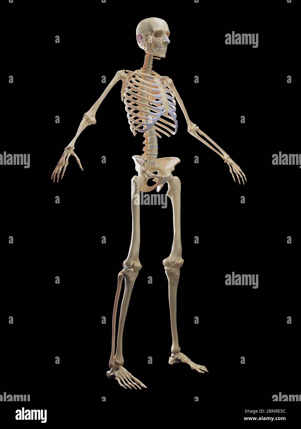 Male skeletal system, illustration Stock Photo - Alamy