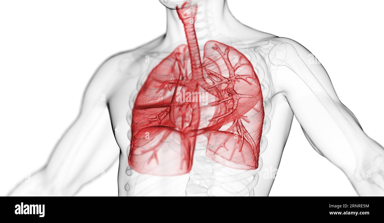 Male lower respiratory tract, illustration Stock Photo - Alamy