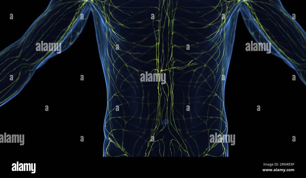 Male lymphatic system, illustration Stock Photo - Alamy
