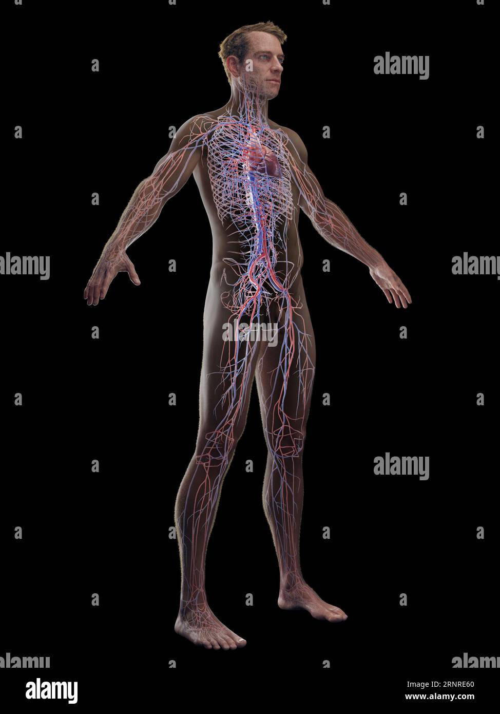 Male cardiovascular system, illustration Stock Photo - Alamy