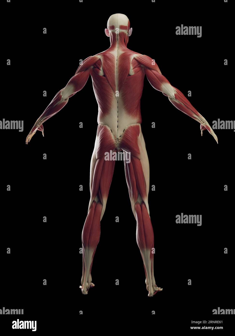 Male muscular system, illustration Stock Photo - Alamy