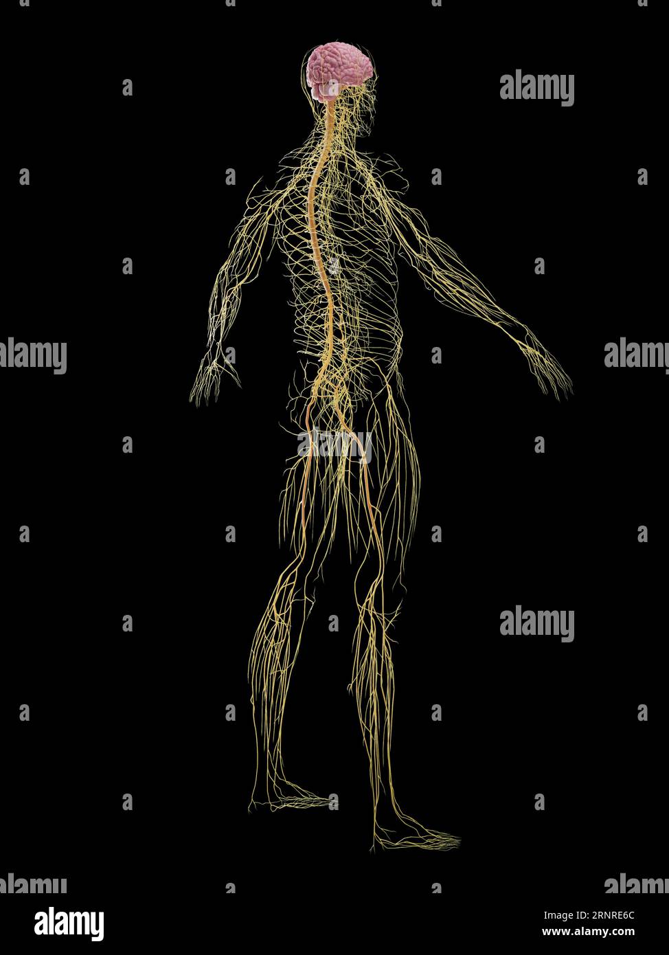 Male nervous system, illustration Stock Photo - Alamy