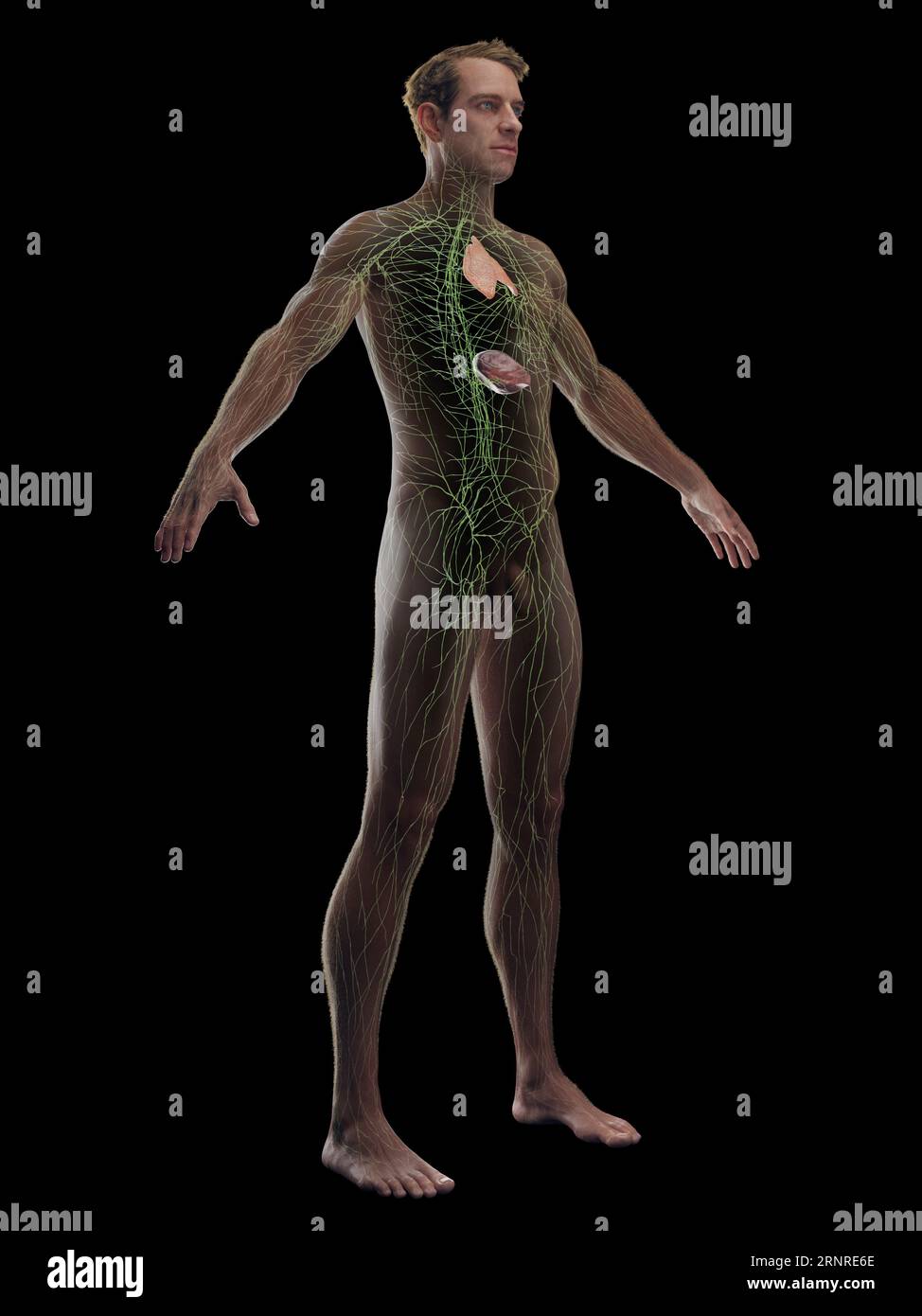 Male immune system, illustration Stock Photo - Alamy Male immune system, illustration Stock Photo - Alamy