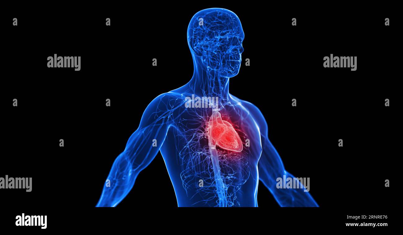 Male cardiovascular system, illustration Stock Photo - Alamy