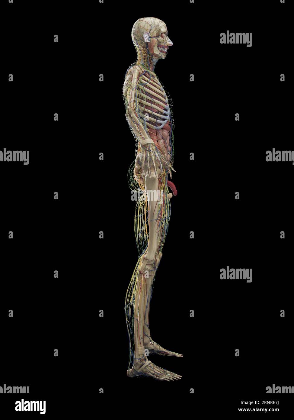 Male internal organs, illustration Stock Photo - Alamy