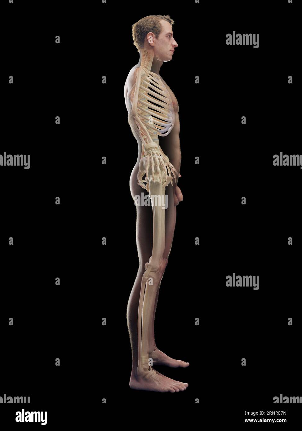 Male skeletal system, illustration Stock Photo - Alamy