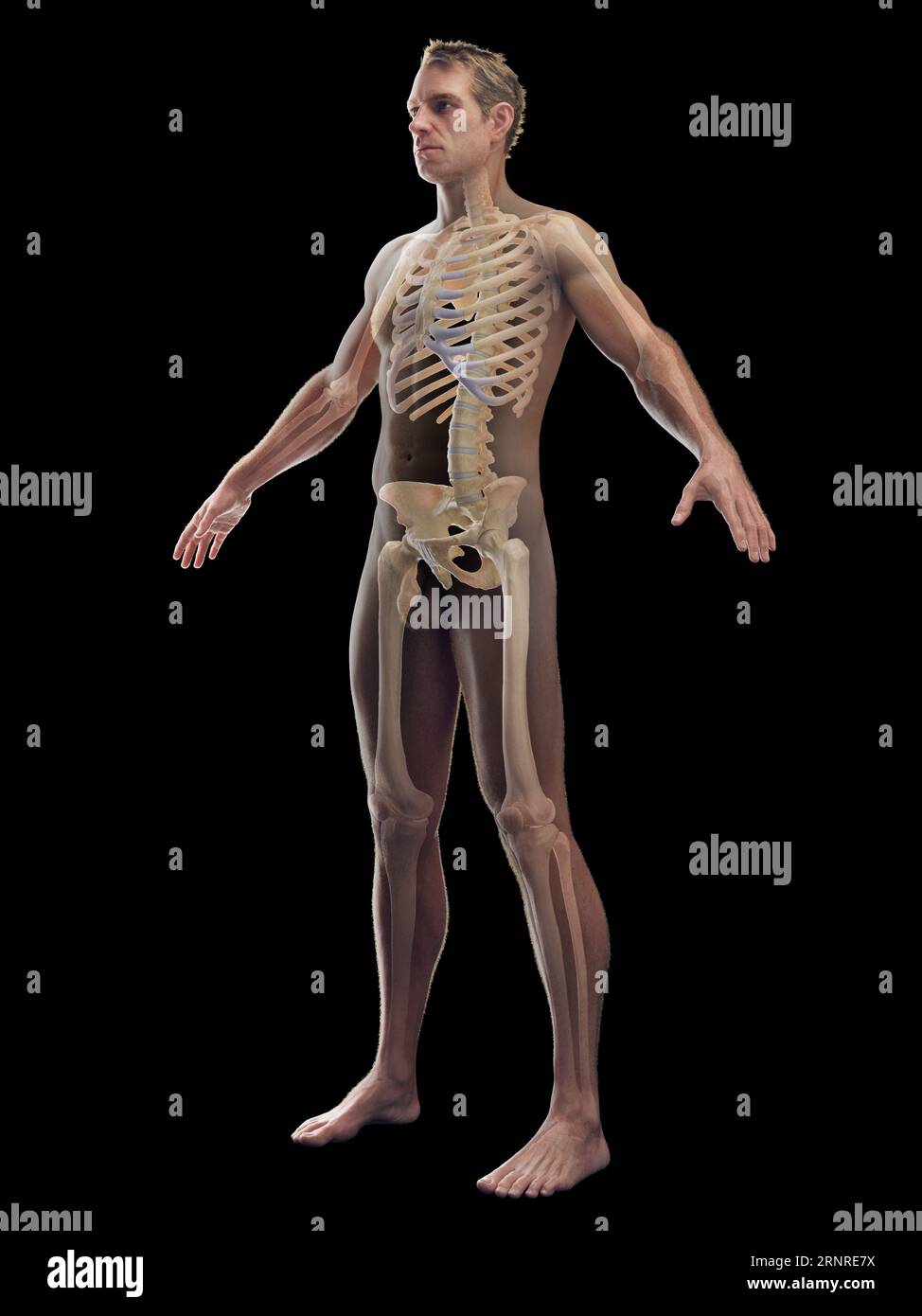 Male skeletal system, illustration Stock Photo - Alamy