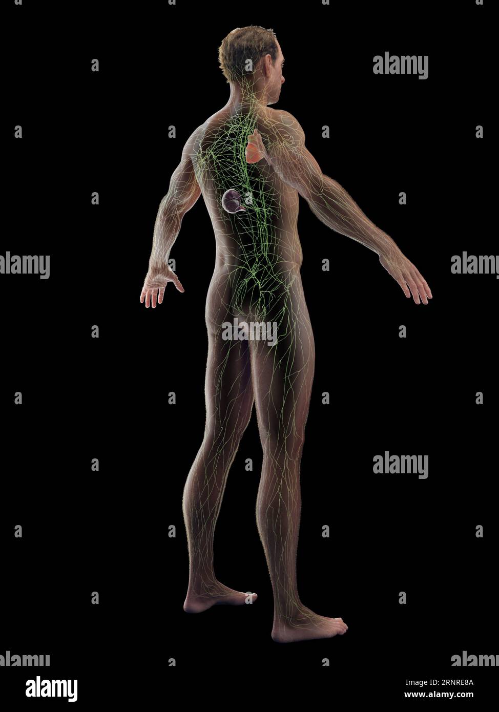 Male immune system, illustration Stock Photo - Alamy Male immune system, illustration Stock Photo - Alamy
