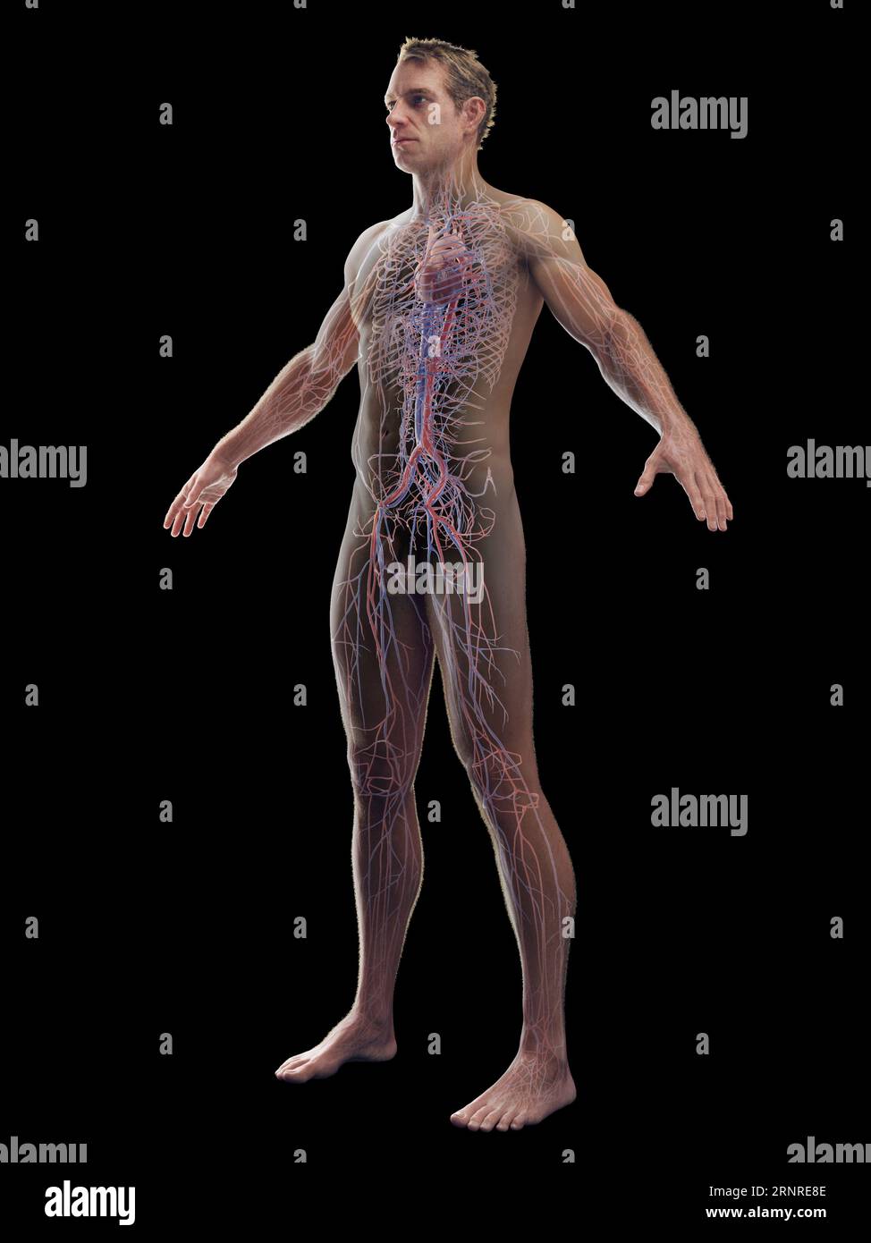 Male cardiovascular system, illustration Stock Photo - Alamy