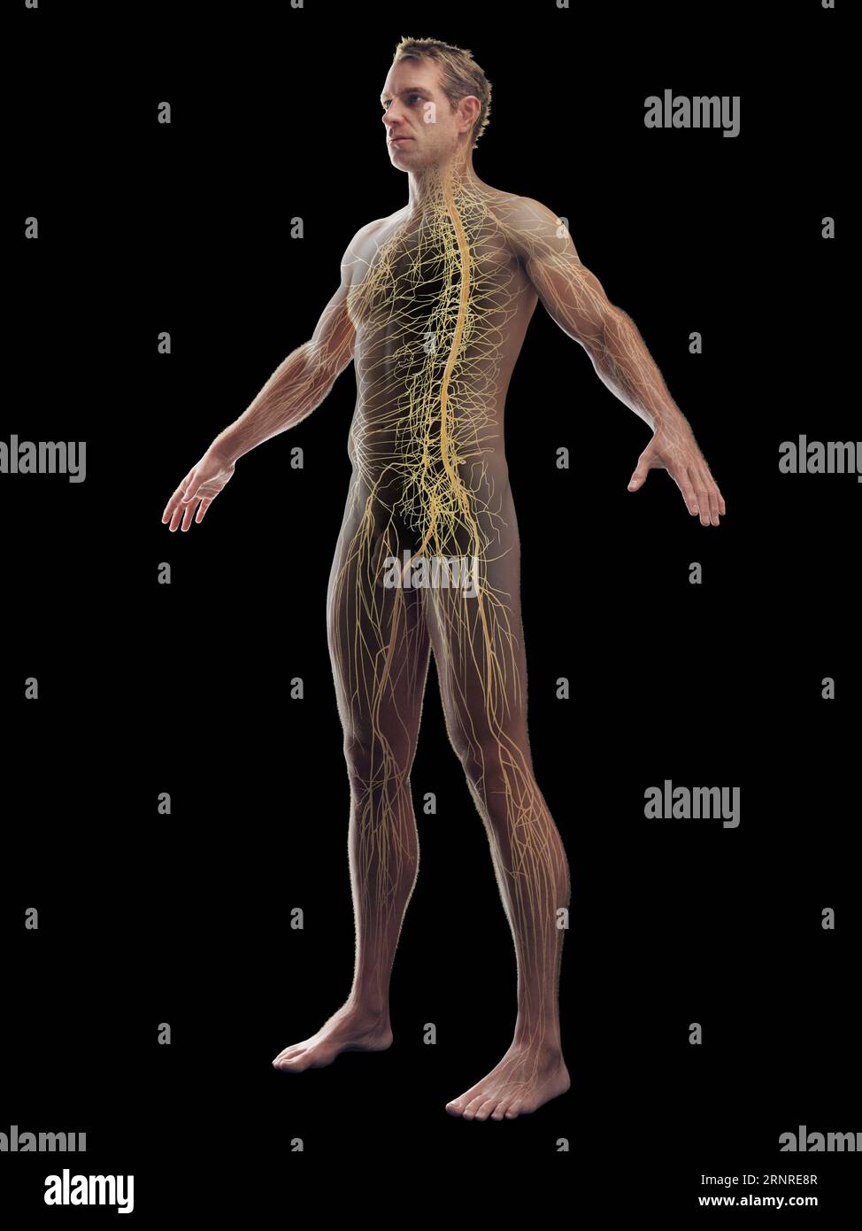 Male nervous system, illustration Stock Photo - Alamy