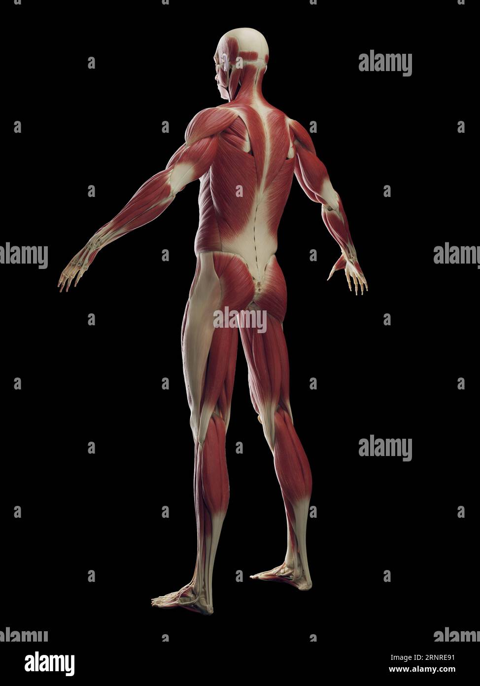 Male muscular system, illustration Stock Photo - Alamy
