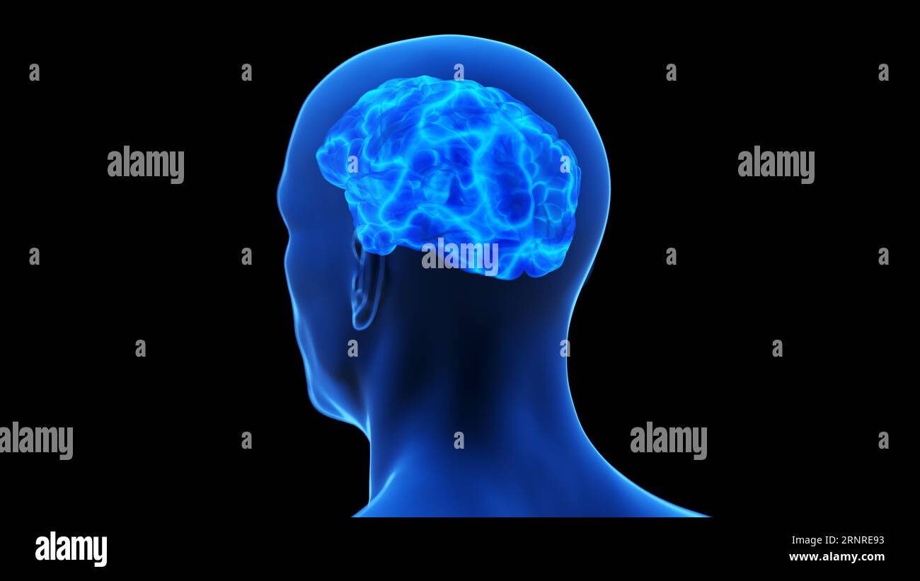 Active human brain, illustration Stock Photo - Alamy