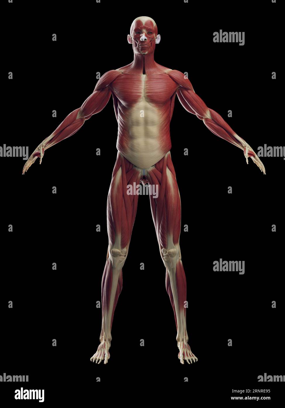 Male muscular system, illustration Stock Photo - Alamy