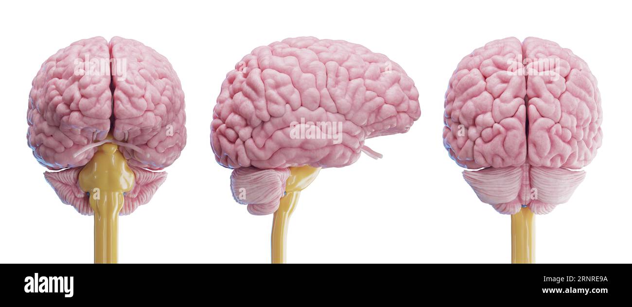 Brainstem cerebellar Cut Out Stock Images & Pictures - Alamy