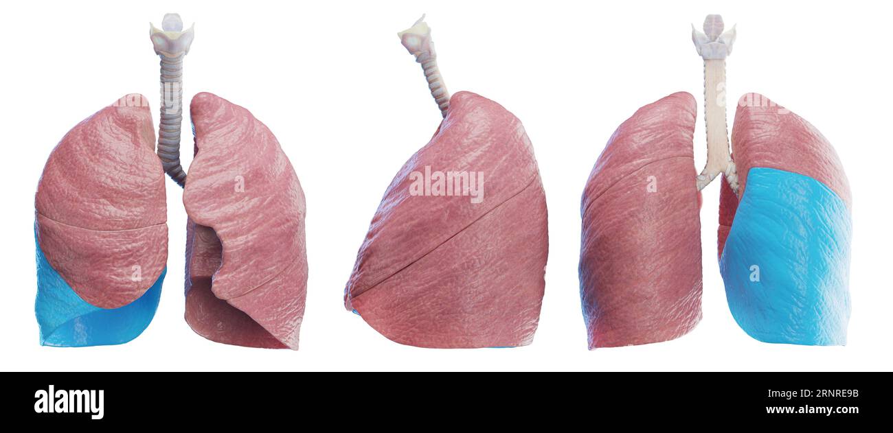 Right lung, illustration Stock Photo - Alamy