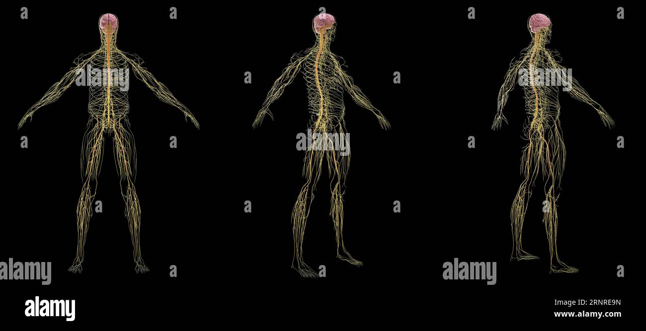 Male nervous system, illustration Stock Photo - Alamy