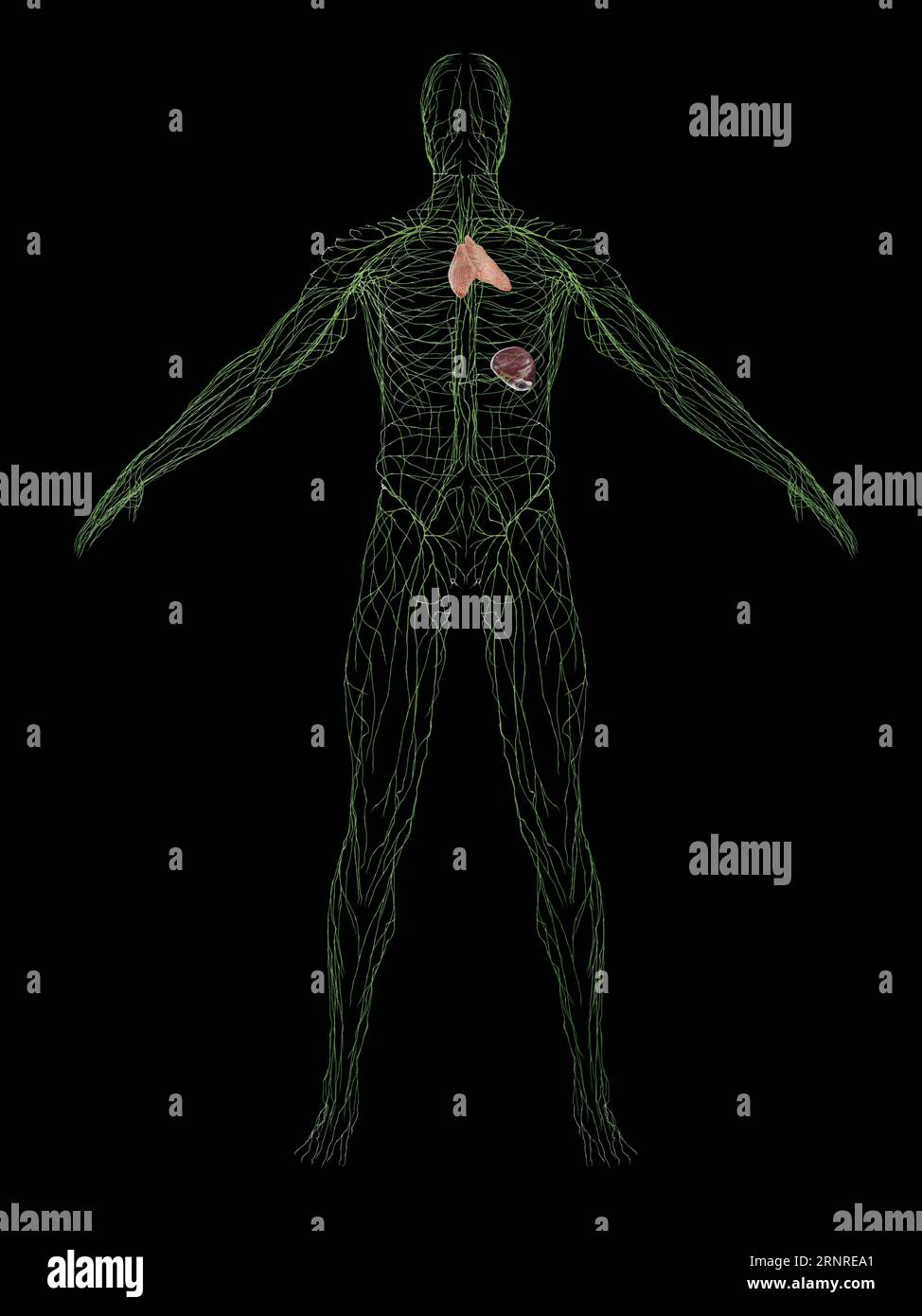 Male immune system, illustration Stock Photo - Alamy Male immune system, illustration Stock Photo - Alamy