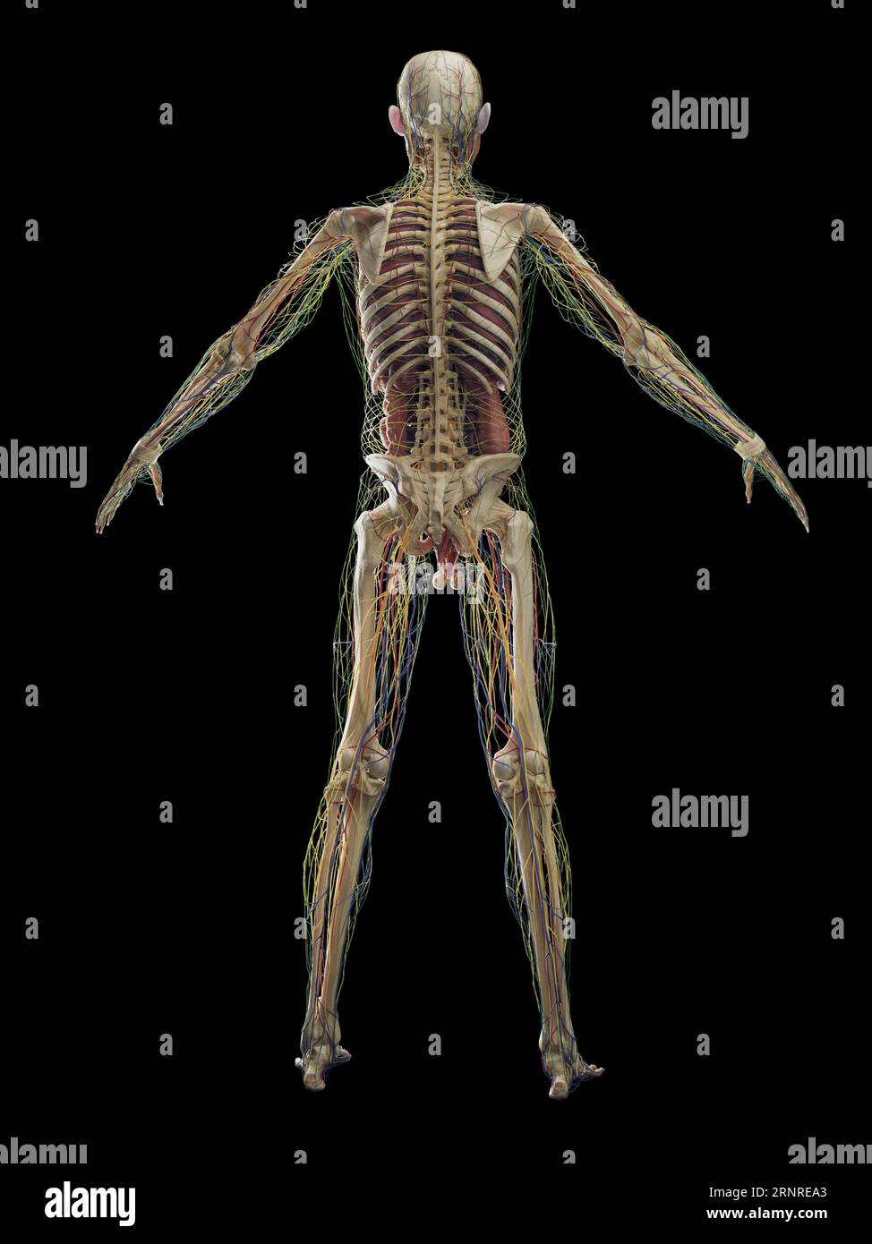 Male internal organs, illustration Stock Photo - Alamy
